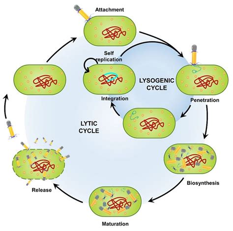Bacteriophages Creative Enzymes