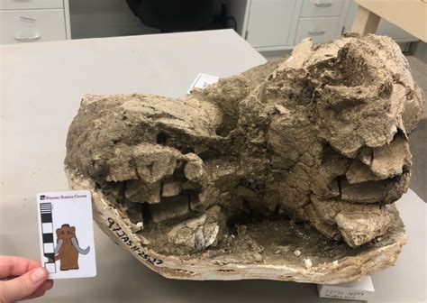 Fossil Friday Mastodon Skull — Western Science Center