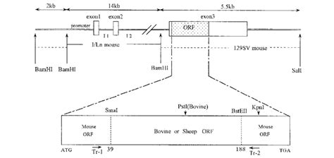 Structure Of Chimeric Prp Transgene Construct Recombinant Mouse Prp