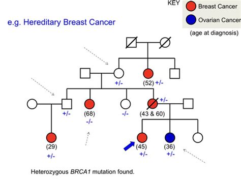 Unusual Patterns Of Inheritance Flashcards Quizlet