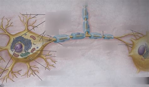 Multipolar Neuron Diagram Quizlet