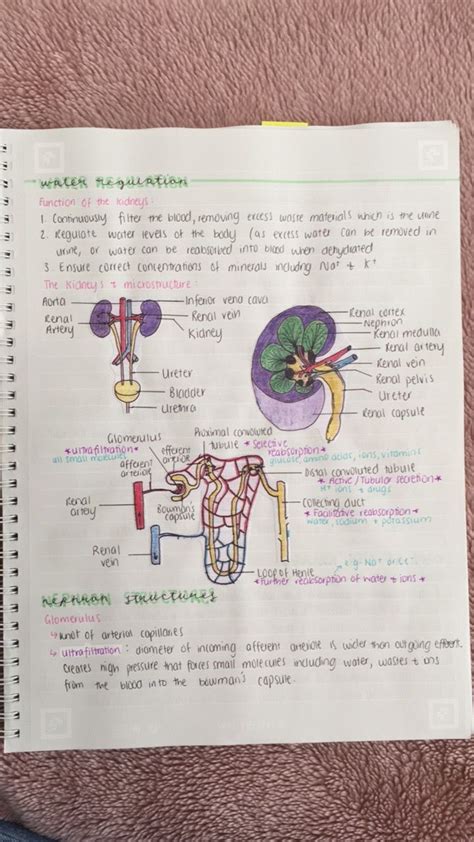 Parotid Gland Anatomy Handwritten Notes Artofit