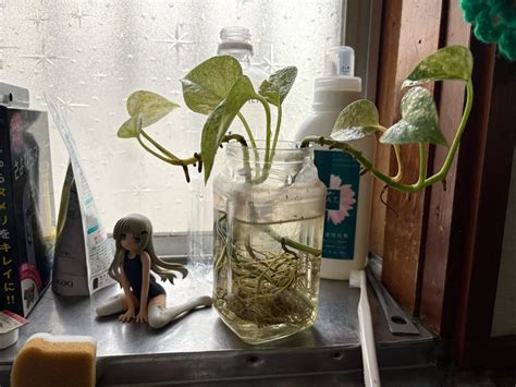 かっこいい苗字 And 水やり忘れてた！ なまけもののさとりかた