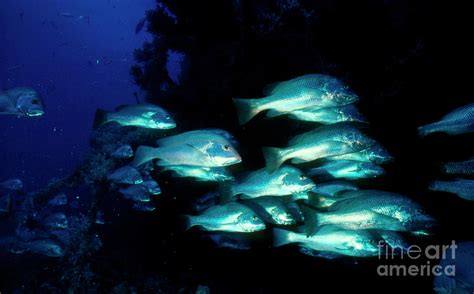 Shoal Of Moses Perch Photograph By Dr George Gornacz Science Photo Library Fine Art America