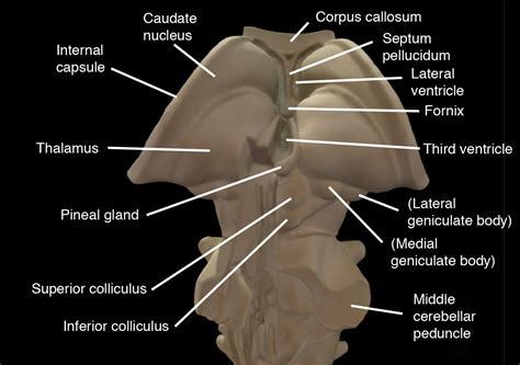 Brain Stem Anatomy Model