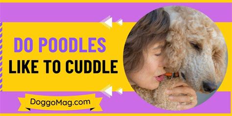 Do German Shepherds Like To Cuddle 6 Undeniable Reasons They Do Doggomag