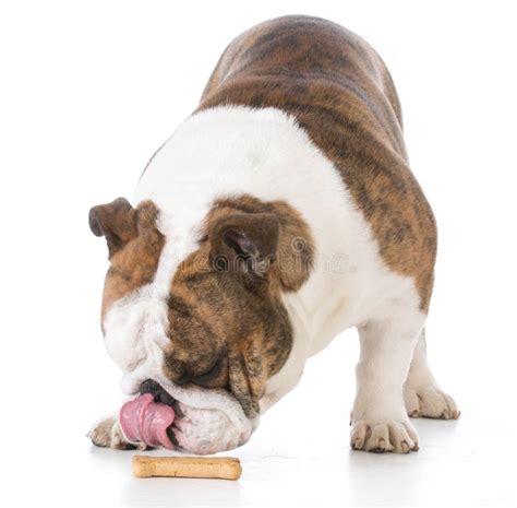 Are Bones Safe For Bulldog Puppies