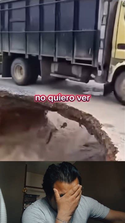 Gatos Manejando No Quiero Ver 🫣 Funny Gatos Michis Driver Shorts