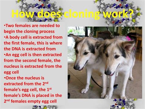 Cloning Within Animals Ppt