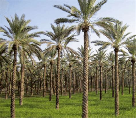 1 Intercropping Of Rice With Date Palm Trees At Khairpur Download