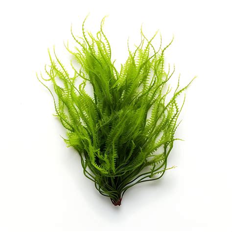 Premium Ai Image Pseudochlorodesmis Green Algae With Filamentous Branches On Aqua Plant