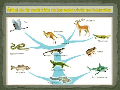 PPT ORIGEN DE LA VIDA Y EVOLUCIÓN PowerPoint Presentation free
