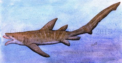 Edestus Shark