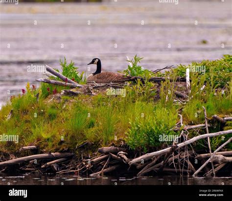 Canada Geese Side View Nesting On A Beaver Lodge For A Safe Spot To