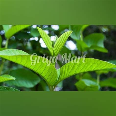 Jual Daun Jambu Biji Segar Shopee Indonesia