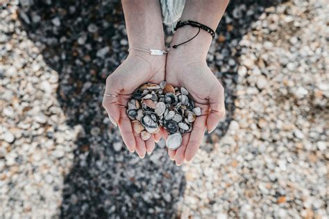 What Are Seashells An Insight Into Natures Oceanic Treasures