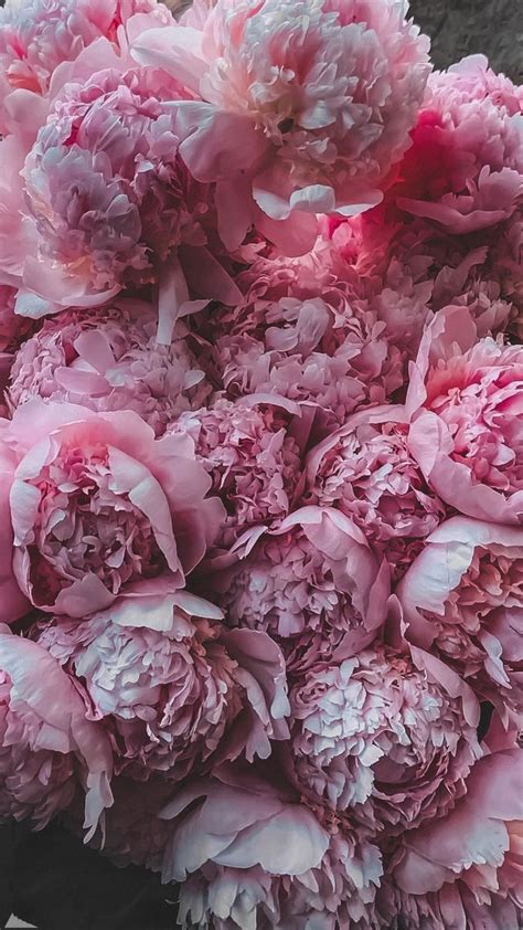 Пин от пользователя 🌒igamora🌘 на доске Обои на телефон Персиковые пионы Букеты фотографии