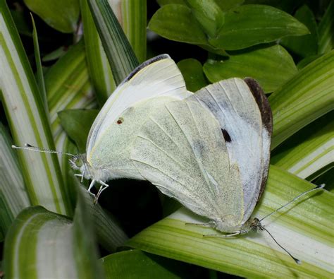 Pieris Brassicae In Crete Greece Large White