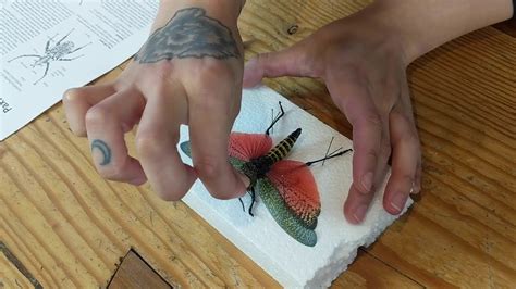 How To Pin A Grasshopper Youtube