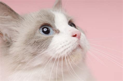 ラグドールの良ブリーダーを見極める7つのポイント 猫画像どっと 猫ブログ
