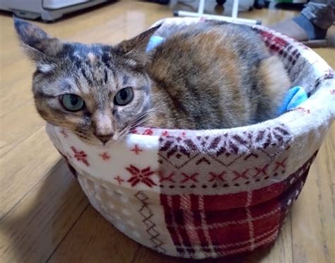 鳩が豆鉄砲！ 続すずちゃんのかくれんぼ