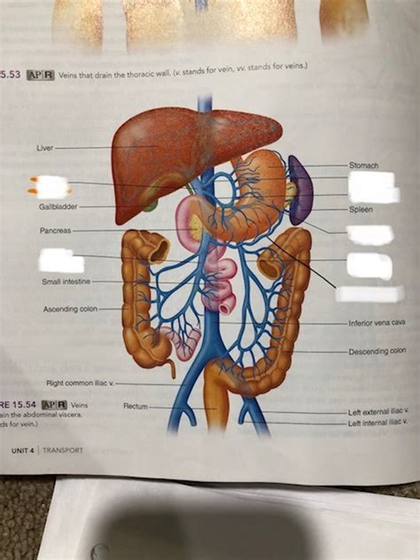 Hepatic Portal System Diagram Quizlet