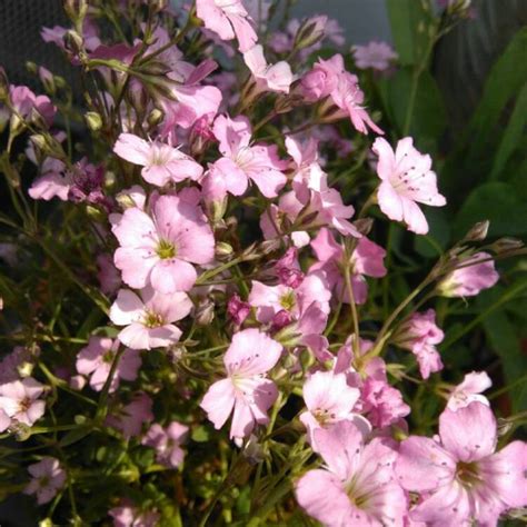 Купить семена Гипсофила Gypsophila Rosea в Москве: доставка семян по ...