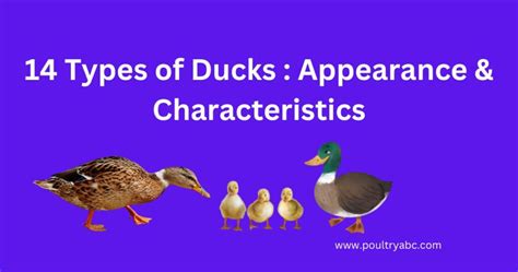 14 Types Of Ducks Appearance Characteristics PoultryABC