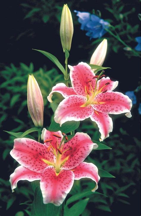 Lily Garden Artofit