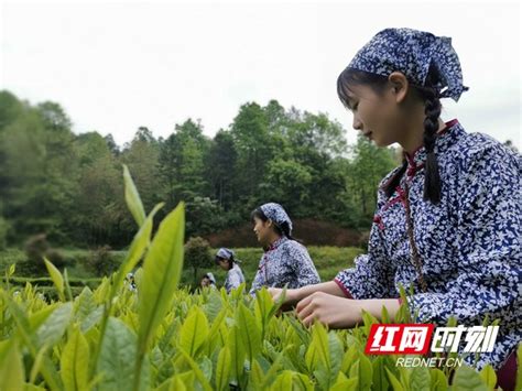 2020中华茶祖节怀化沅陵第六届碣滩茶文化旅游节盛大举行 沅陵县 湖南频道 红网