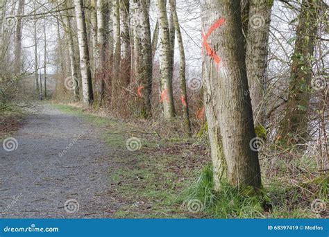 Marked Trees For Cutting Stock Image Image Of Outside
