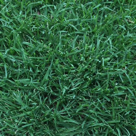 Northbridge® Bermudagrass Winstead Turf Farms