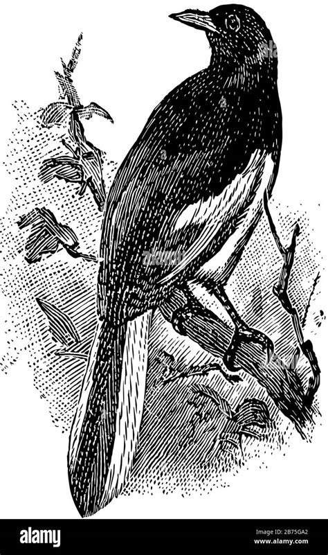 Magpie Robin Perched On A Branch Vintage Line Drawing Or Engraving