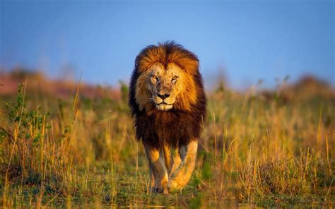 High Resolution Ultra Hd Lion Wallpaper 4k Ininja Thoughts