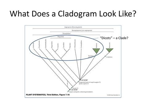 Principles Of Plant Systematics Jandc Pp Ppt Download