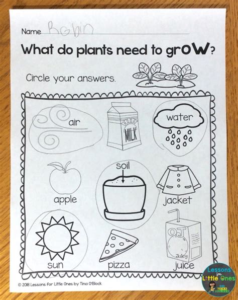 Plants Science Experiments And Teaching How Plants Grow Lessons For
