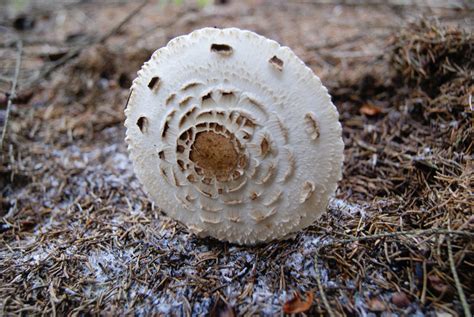 Lépiote Élevée Fiche Didentification La Filière Mauricie