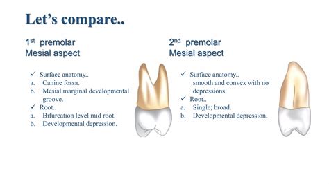 Maxillary Second Premolar Pptx
