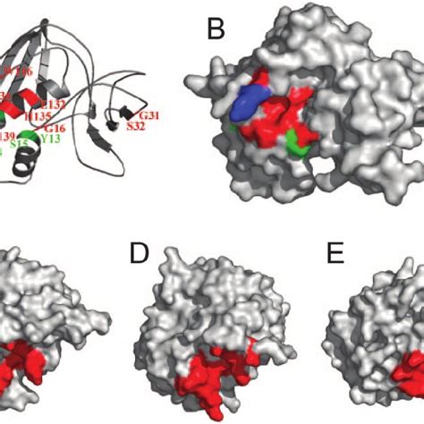 Pdf Functional Analysis Of The Tcr Binding Domain Of Toxic Shock