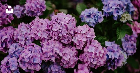 녹색 잎이 있는 보라색과 파란색 꽃 무리 사진 Unsplash의 무료 보라색 꽃 이미지