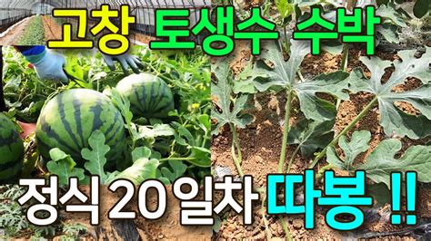 고창 토생수 수박 육묘 때 뿌리 발근 상태가 안 좋아 정식 후 활착이 안 되는 상태 토생수 관주 2회 엽면시비 1회 살포 후 수세 완전 회복 고창에서 잘 됐다고