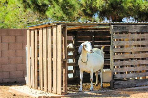 15 Free Diy Goat Shelter Plans Easy Goat House Ideas