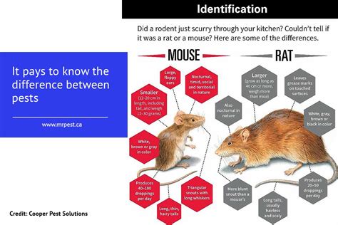 Why DIY Pest Control Doesnt Work