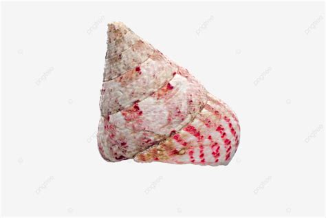 Sea Shell Conch Isolated Beauty Biology PNG Transparent Image And Clipart For Free Download