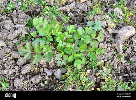 El Coriandro Coriandrum Sativum Es Una Planta Anual Comestible Esta