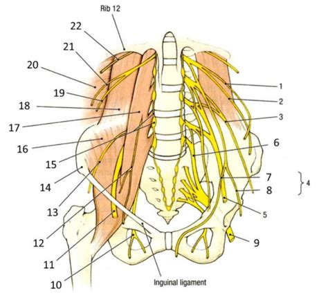 Lumbar Plexus Of Nerves Primer Diagram Quizlet