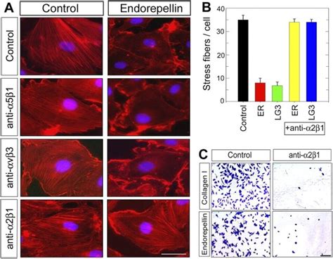 Er Supports Cell Attachment That Is Inhibited By α2β1 Integrin Blocking