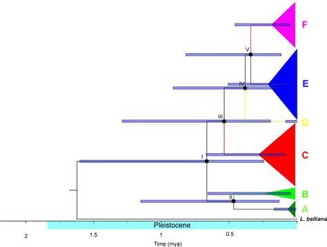 bayesian inference bi tree based on cyt b showed divergence time