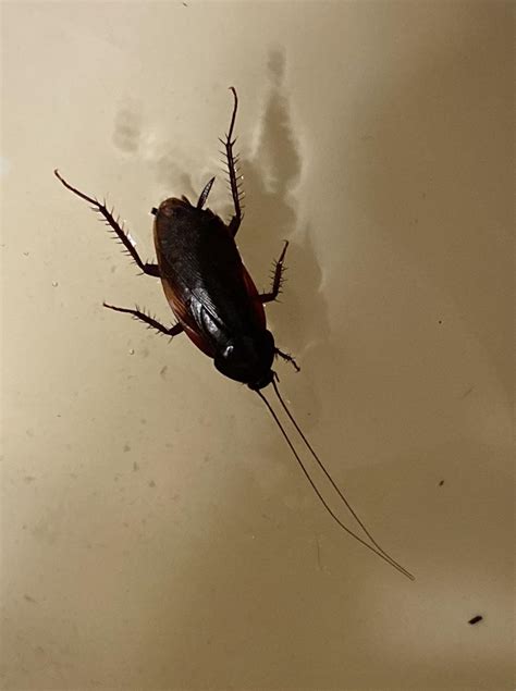 Need Help In Identifying Roach Type Rroaches