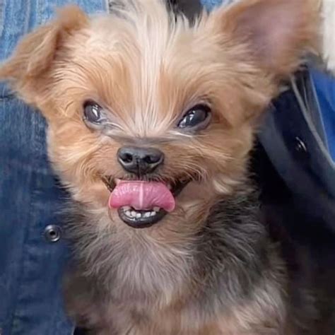 Dog Reaction Pictures